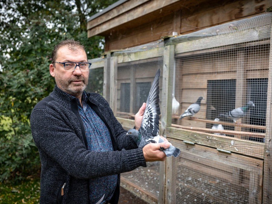 EPA - Exclusive racing pigeons for sale（EPA小文欧洲赛鸽拍卖网） | Gert Rotman (NL)