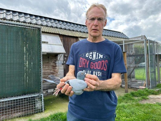 EPA - Exclusive racing pigeons for sale（EPA小文欧洲赛鸽拍卖网） | National winner ...