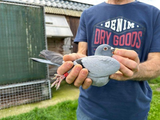 EPA - Exclusive racing pigeons for sale（EPA小文欧洲赛鸽拍卖网） | National winner ...