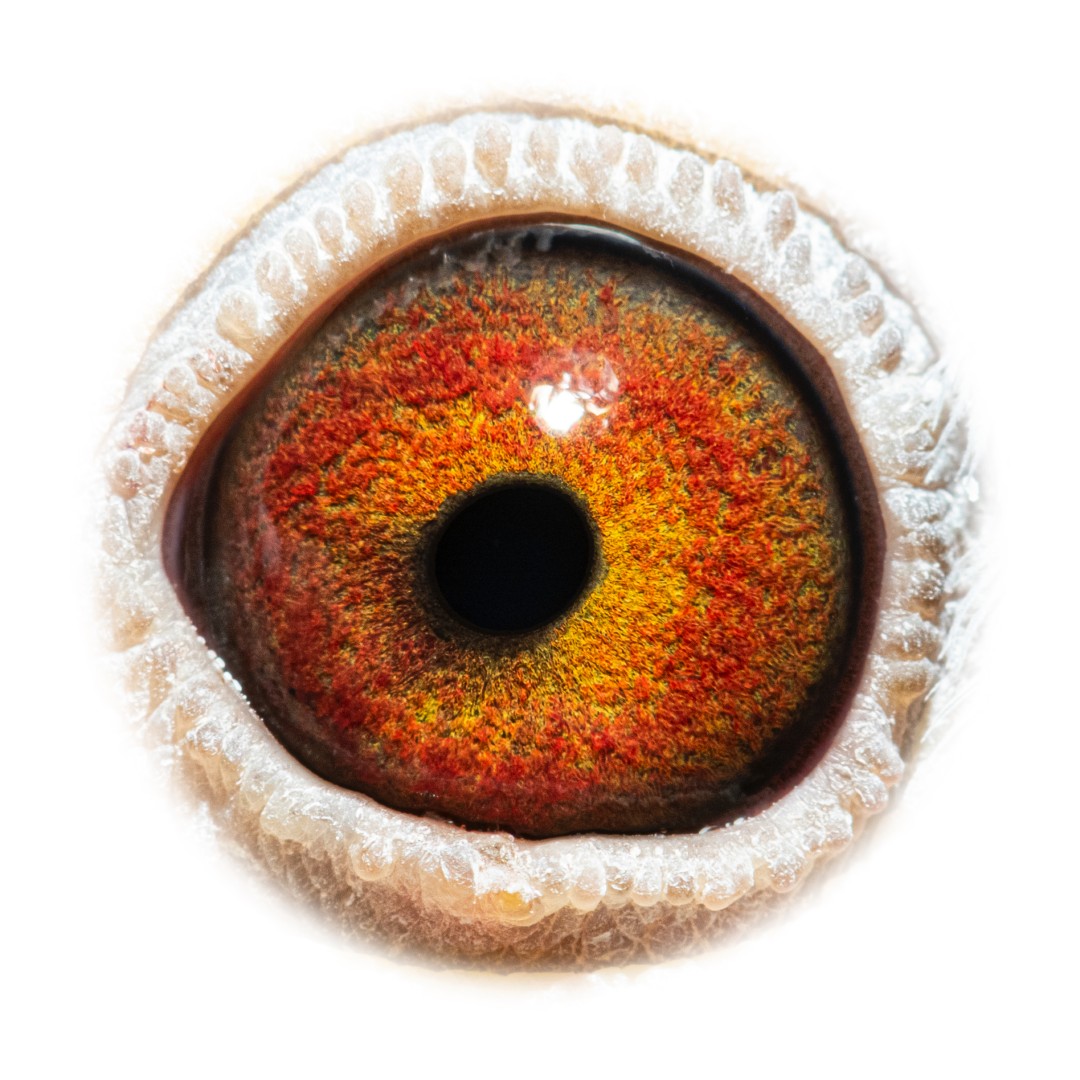 EPA - Exclusive racing pigeons for sale（EPA小文欧洲赛鸽拍卖网） | Pattaya Invictus I