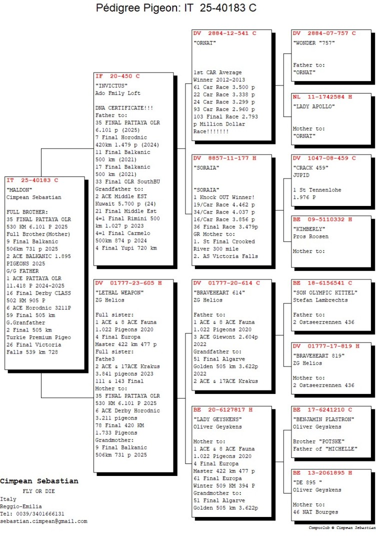 EPA - Exclusive racing pigeons for sale（EPA小文欧洲赛鸽拍卖网） | Pattaya Invictus I