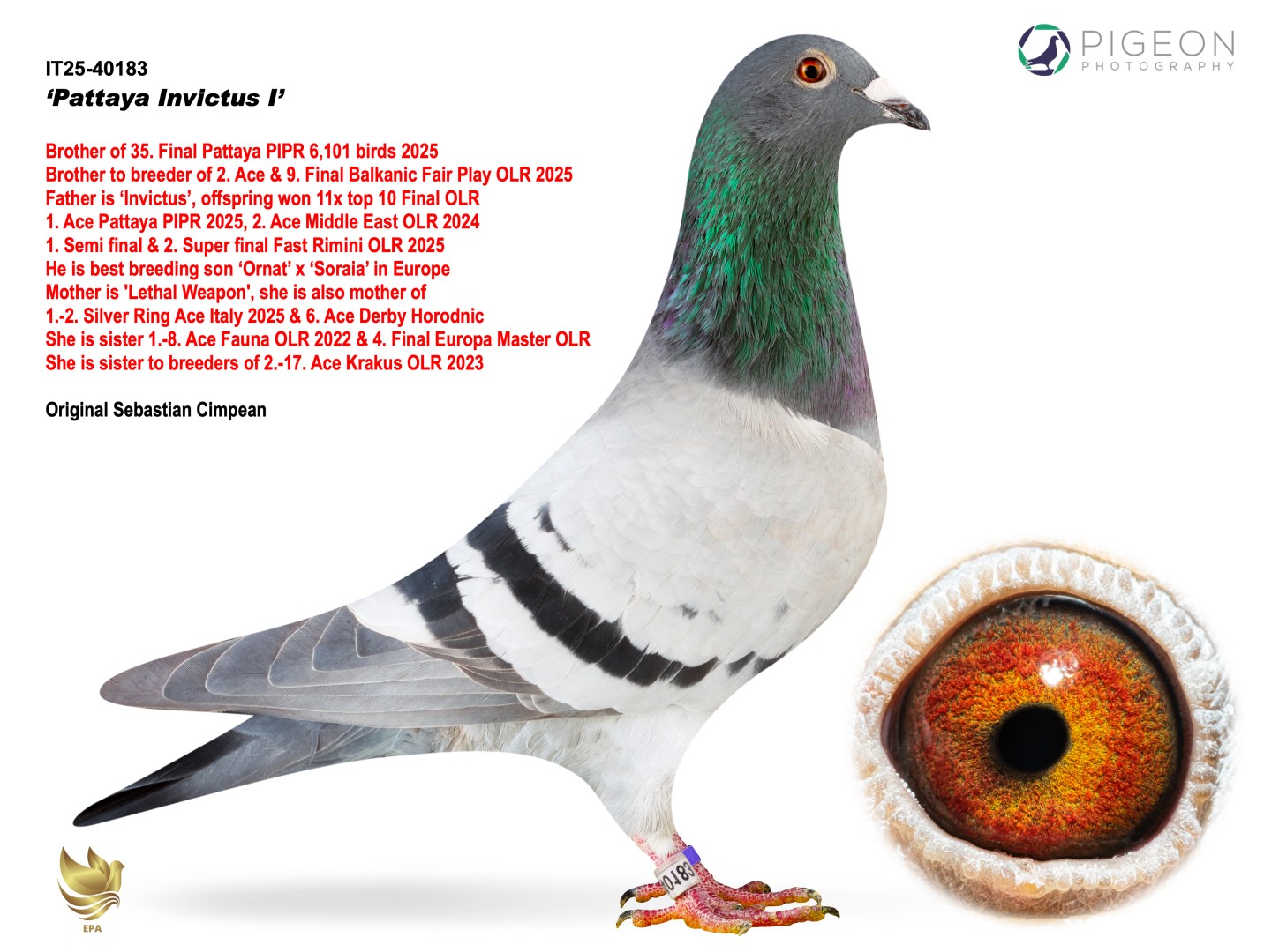 EPA - Exclusive racing pigeons for sale（EPA小文欧洲赛鸽拍卖网） | Pattaya Invictus I